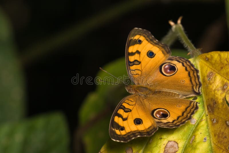 Orange Butterfly on Dry Leaf Stock Image - Image of pansy, garden: 7966461