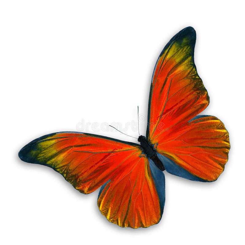 Red orange Butterfly stock vector. Illustration of rebirth - 2308499
