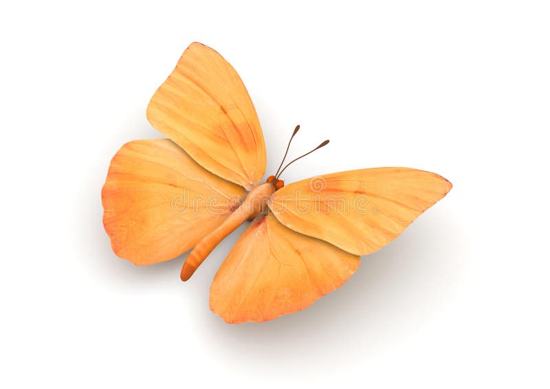 Orange Butterfly Isolated stock illustration. Illustration of nymphalid ...