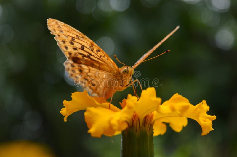 Orange Butterfly with Large Wings on Orange Flower Stock Photo - Image ...