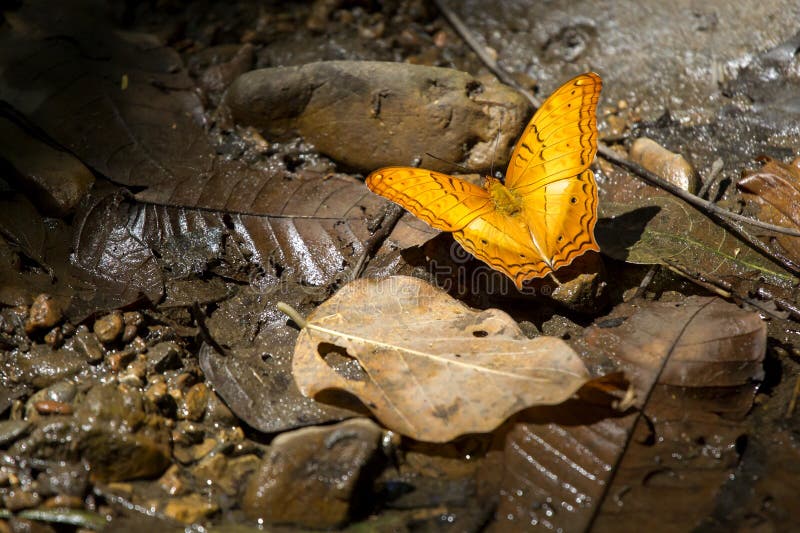 The Common Cruiser Butterfly Stock Image - Image of insect, cruiser ...