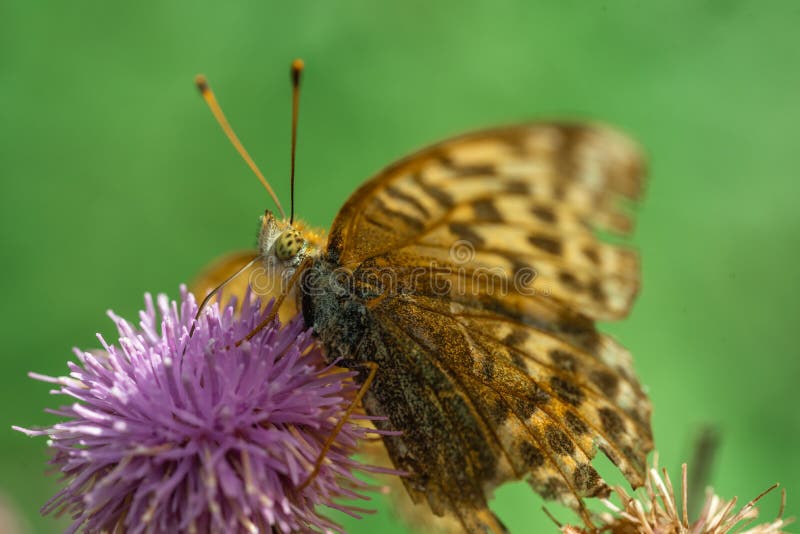 Orange Butterfly Mother of Pearl on a Thistle Flower Stock Photo ...