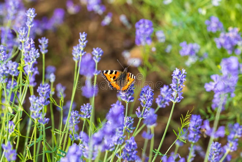 Orange Butterfly on Purple Blooming Lavender Stock Photo - Image of ...