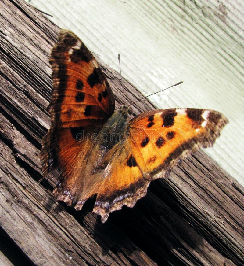 Orange Butterfly Sitting on Wood Stock Image - Image of sitting, focus ...