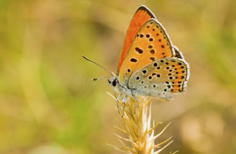 Orange Butterfly with Spotted Wings Stock Image - Image of proportion ...