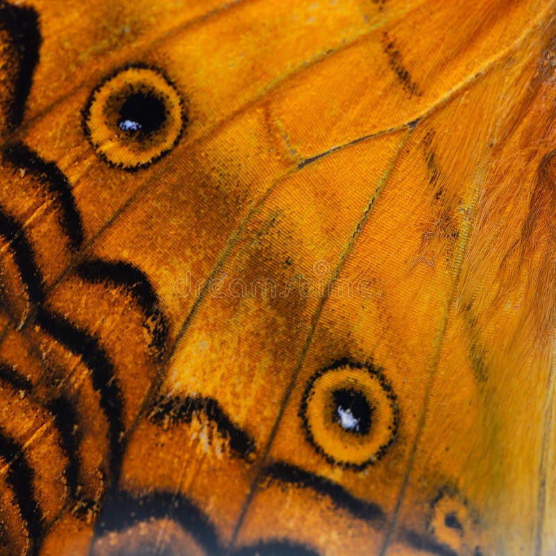 1,240 Monarch Butterfly Wing Texture Stock Photos - Free & Royalty-Free ...