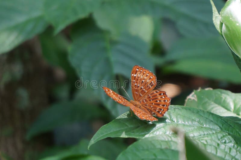 An Orange Butterfy with Unic Pattern Stock Photo - Image of unic ...