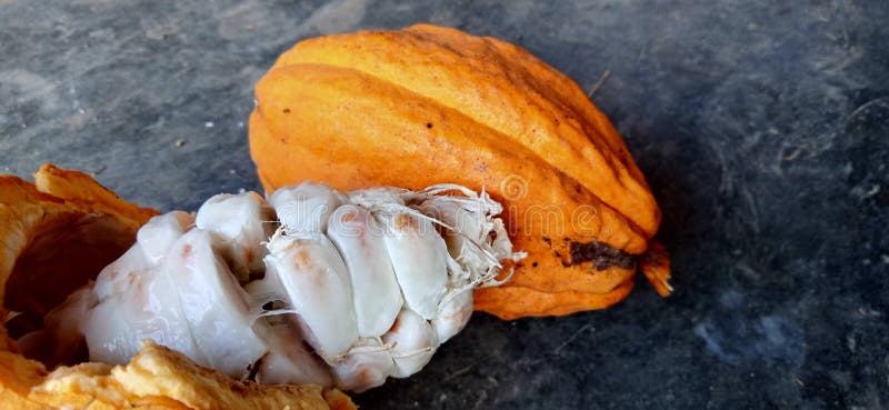 Orange Cacao Fruit from Java Indonesia Stock Photo - Image of orange ...