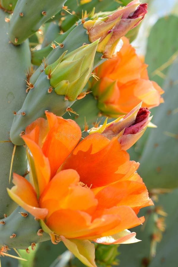 Orange cacti bloom stock image. Image of colors, beautiful - 69983537