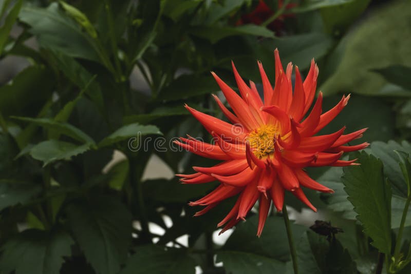 Orange Cactus Dahlia Flower Stock Photo - Image of asteraceae, botany ...