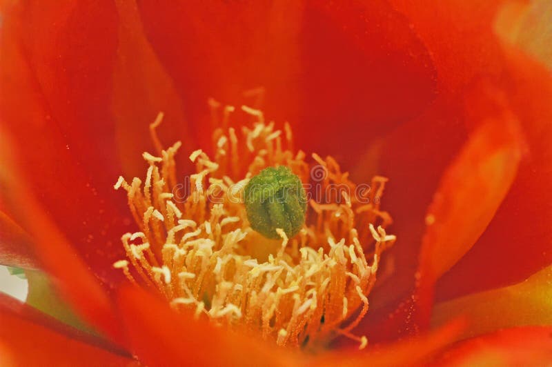 Orange Cactus Flower stock image. Image of plants, cacti - 147421