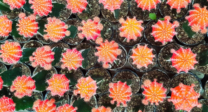 Orange cactus flower stock image. Image of orange, plant - 237051029