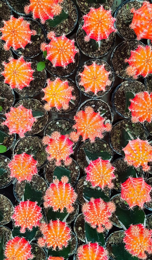 Orange cactus flower stock image. Image of thorn, flower - 241168253