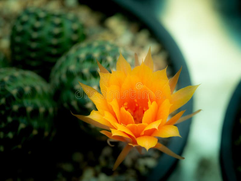 Orange Cactus Flower Blooming Stock Photo - Image of garden, flower ...