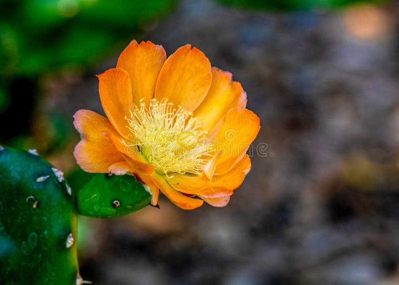 Orange cactus flower stock photo. Image of orange, nature - 125609320