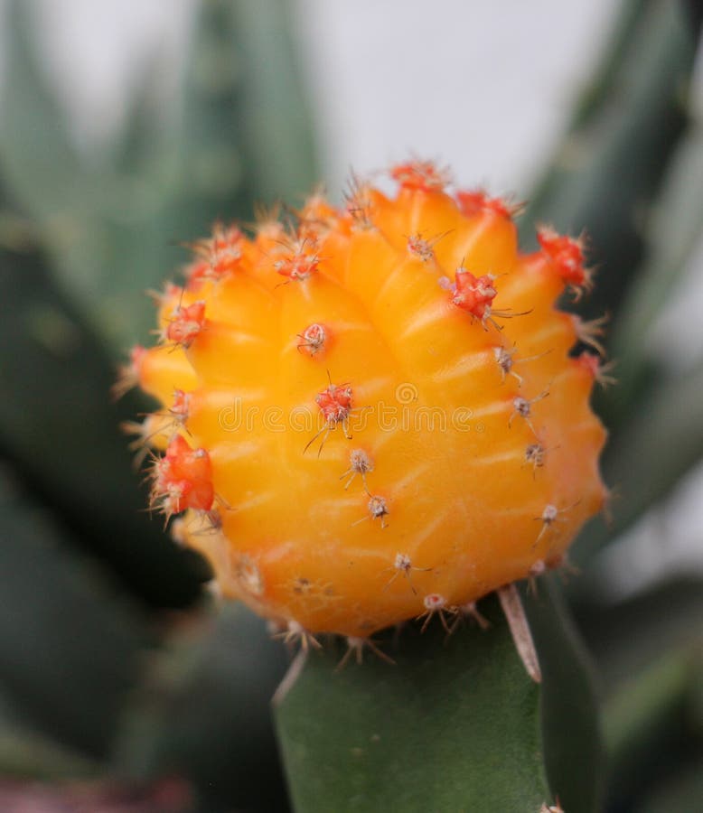 Orange cactus flower stock photo. Image of color, delicate - 93882360