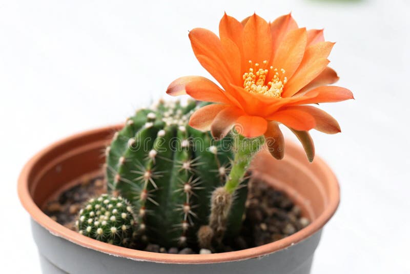 Orange Cactus Flower in Pot Stock Illustration - Illustration of care ...
