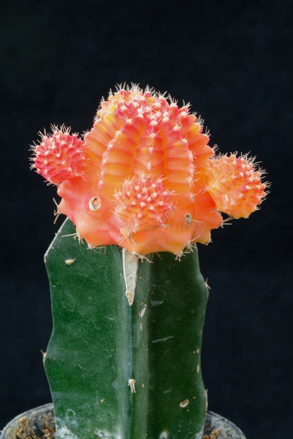 Orange cactus in pot stock image. Image of isolated, orange - 76220387