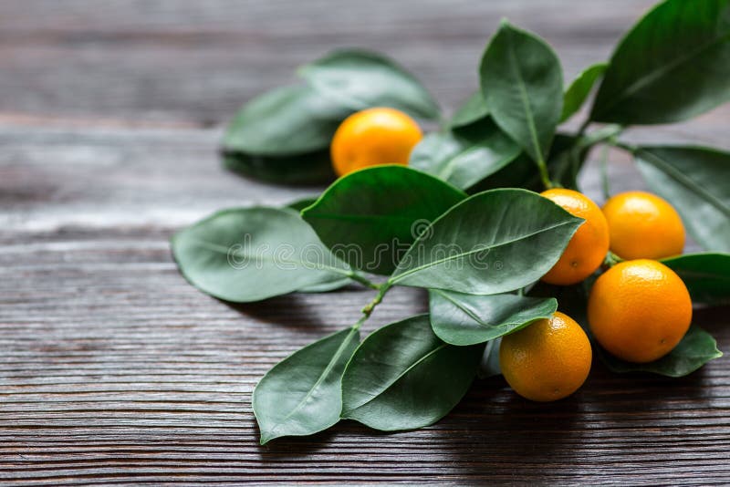 Calamondin fruit stock photo. Image of food, organic - 124103226