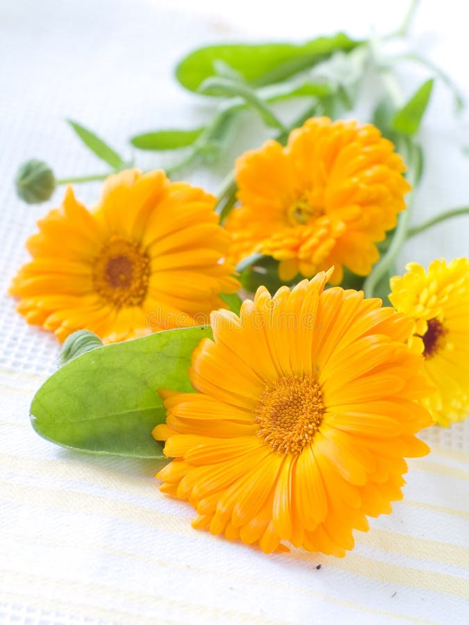 Orange calendula stock image. Image of green, calendula - 15097263