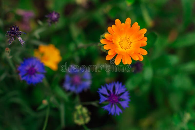 Orange Calendula with Blooming Purple Cornflowers on the Background ...
