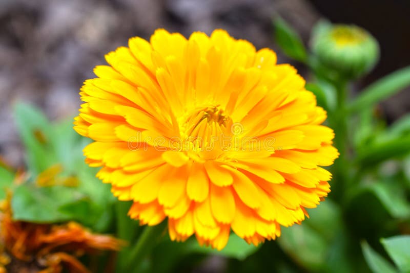 Orange Calendula stock image. Image of flora, asteracea - 53529165