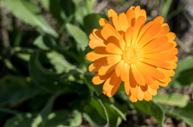 Orange calendula flower stock image. Image of beautiful - 261990009
