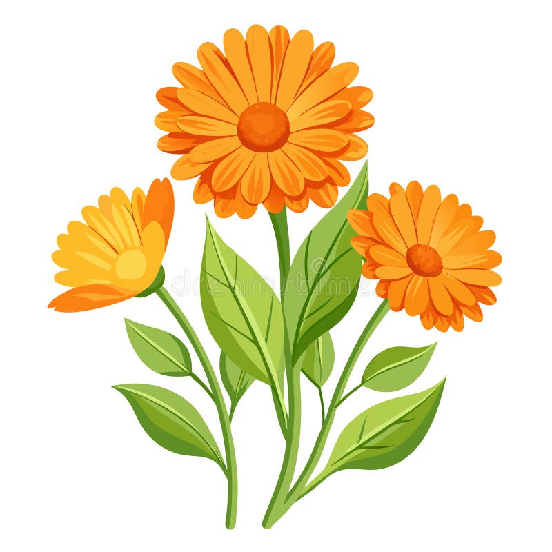 Orange Calendula Flower Bouquet Illustration on White Background ...