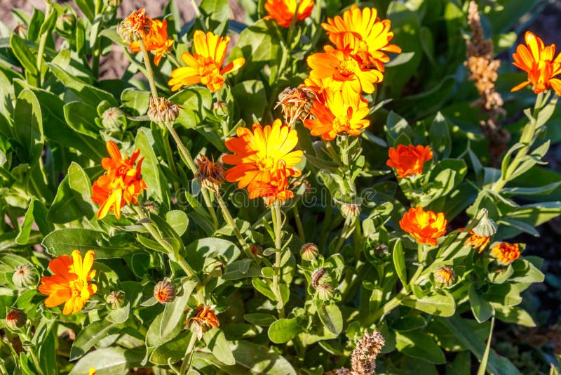 Orange Calendula Flower in Garden Stock Photo - Image of bright ...