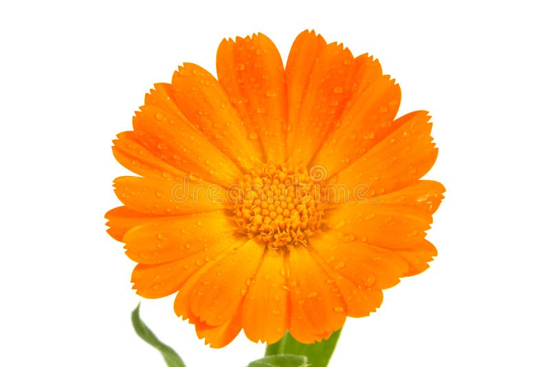 Orange Calendula (Pot Marigold) Flower On White Ba Stock Image - Image ...