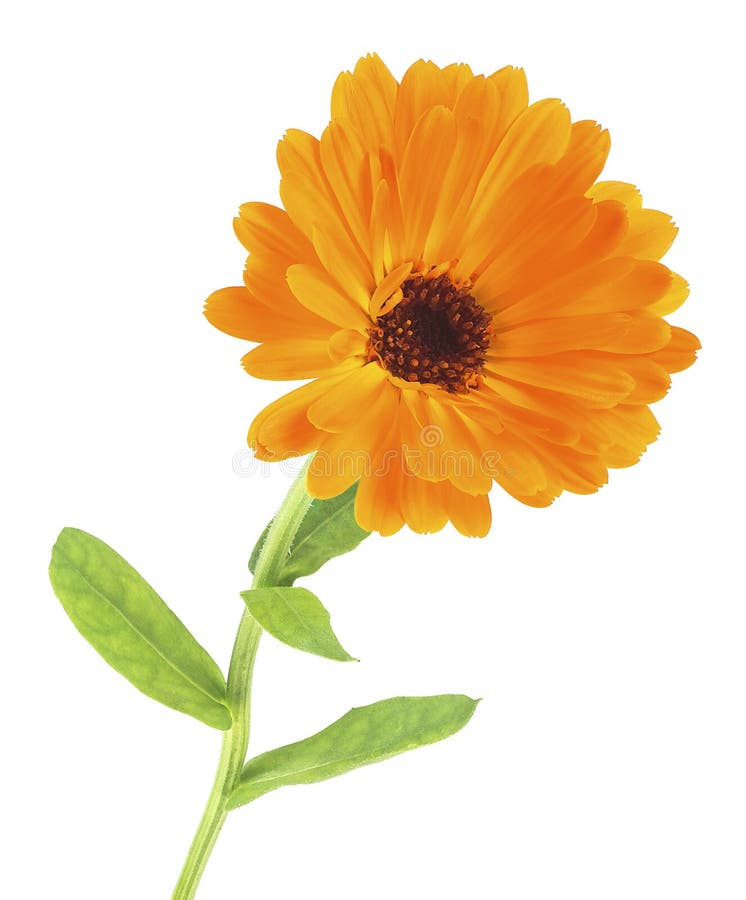 Orange Calendula Flower Isolated on White Background. Calendula ...