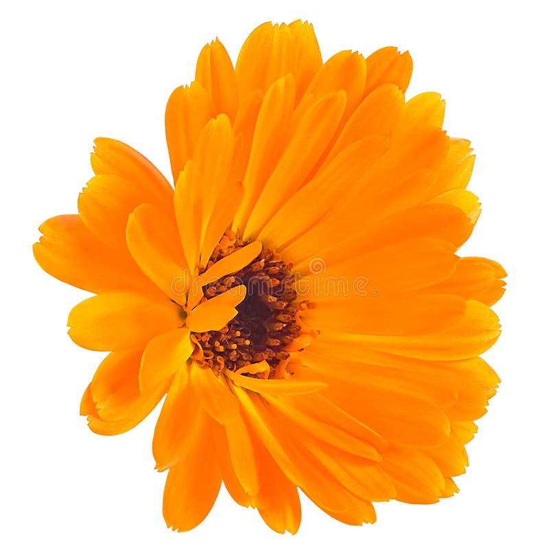 Orange Calendula Flower Isolated on White Background. Calendula ...