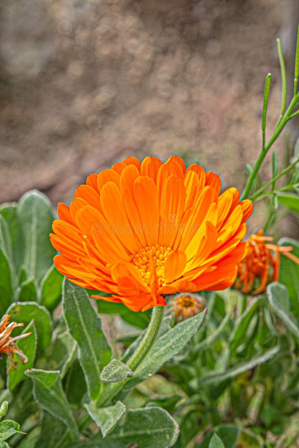 Orange Calendula Flower with Space for Text Stock Photo - Image of ...