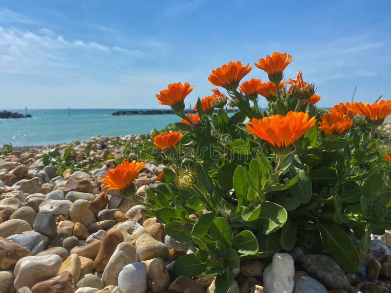 Orange calendula flowers stock image. Image of wild - 246634271