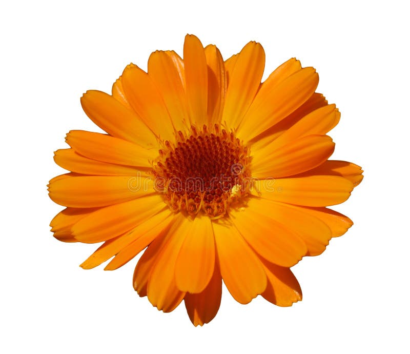 Orange Calendula Isolated on White Stock Image - Image of ornamental ...
