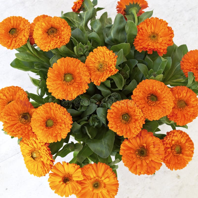 Orange Calendula (marigold) Flowers Stock Photo - Image of beauty ...
