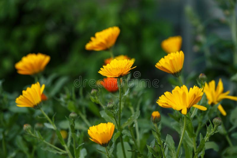 Orange Calendula Officinalis Flower in Summer Garden Stock Image ...