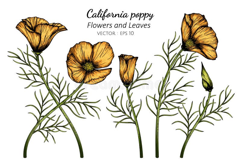 Collection Set Of California Poppy Flower And Leaves Drawing