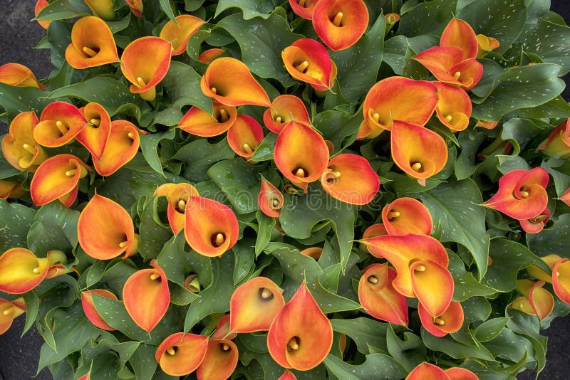 The Orange Calla Flower Colored Garden Field Cultivation Stock Image ...