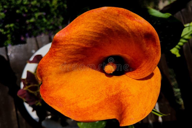 Orange Calla Lilies on Plants in the Garden Stock Image - Image of ...