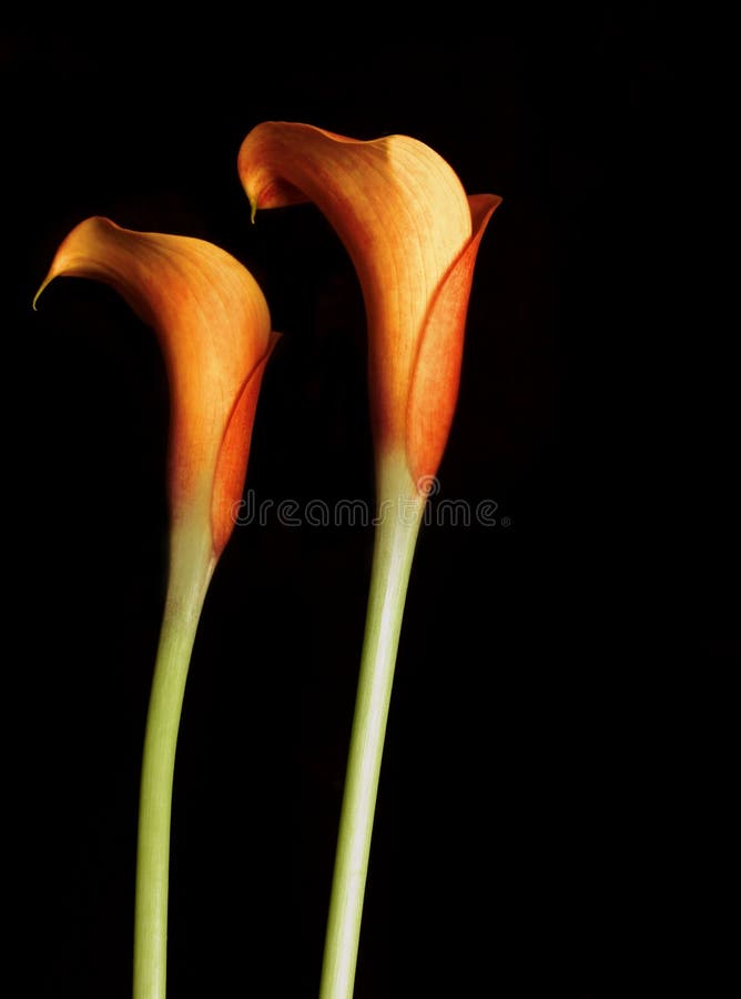 Orange Calla Lillies stock image. Image of lillies, stems - 205441