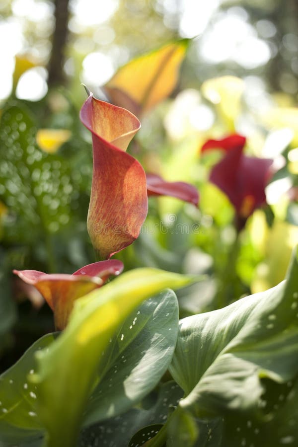 Orange calla lily stock photo. Image of colorful, color - 29255166
