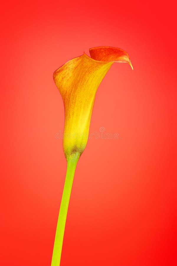 Orange Calla Lily stock photo. Image of fragile, nature - 59298714