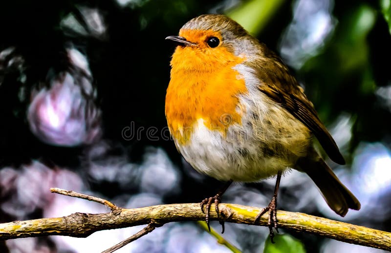 Orange Canary Bird Sitting on a Tree Branch Stock Photo - Image of ...