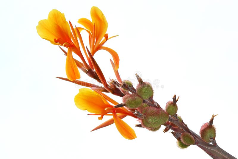 Orange Canna Flower stock photo. Image of tropical, colors - 32068266
