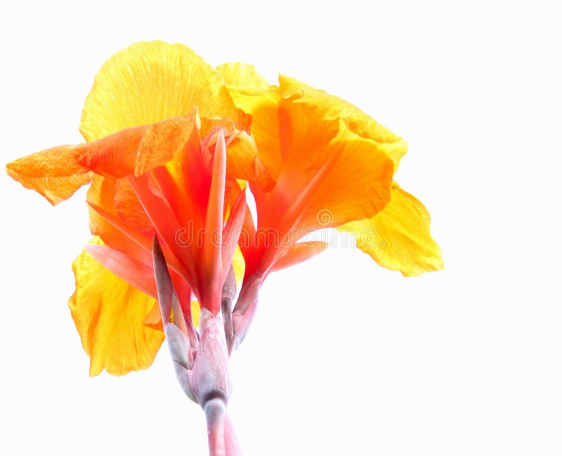 Orange Canna Lily stock photo. Image of lily, nature - 10901186