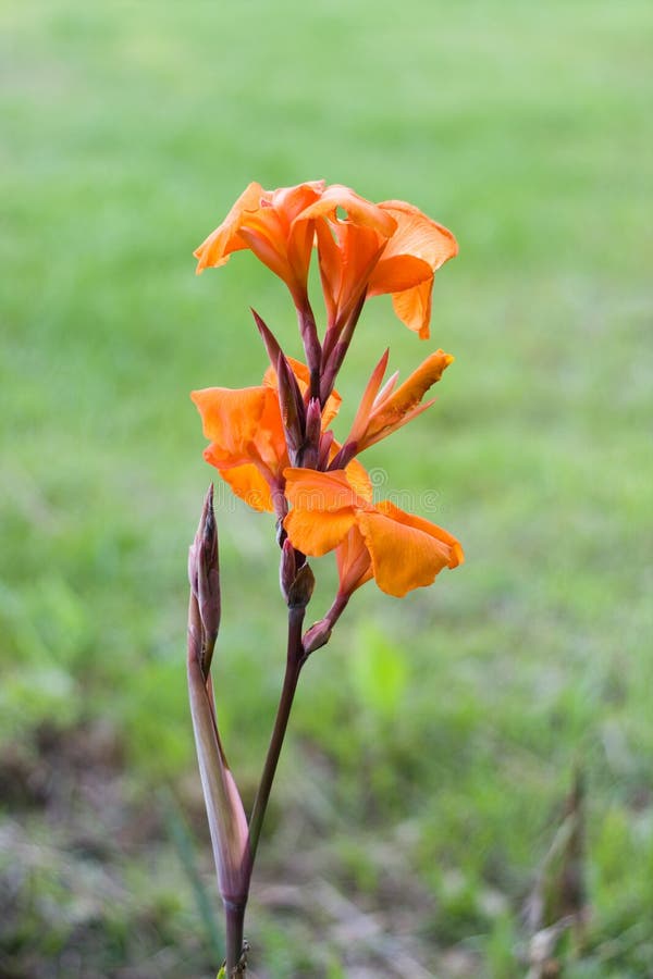 Orange Canna Lily stock photo. Image of head, closeup - 2804036