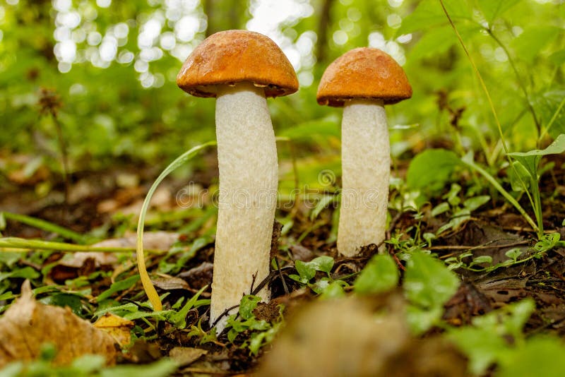 Orange cap boletes stock photo. Image of season, orange - 43937194