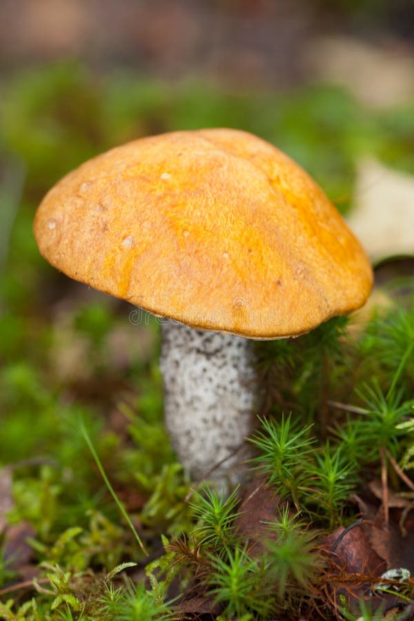 Orange-cap boletus stock image. Image of closeup, moss - 21336717