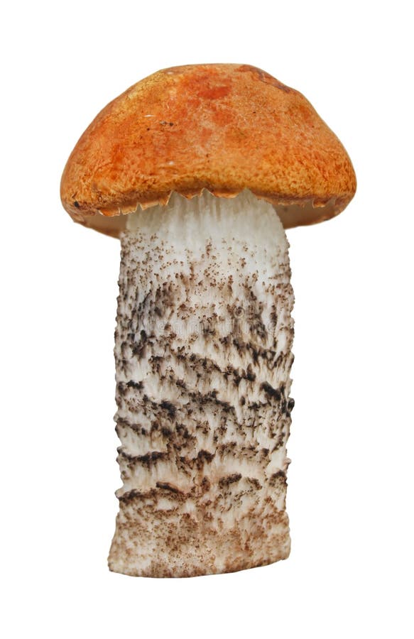Orange-cap boletus stock photo. Image of leccinum, bolete - 76680832